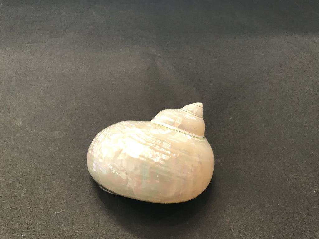 Polished Pearl Shell | Drift Home and Living