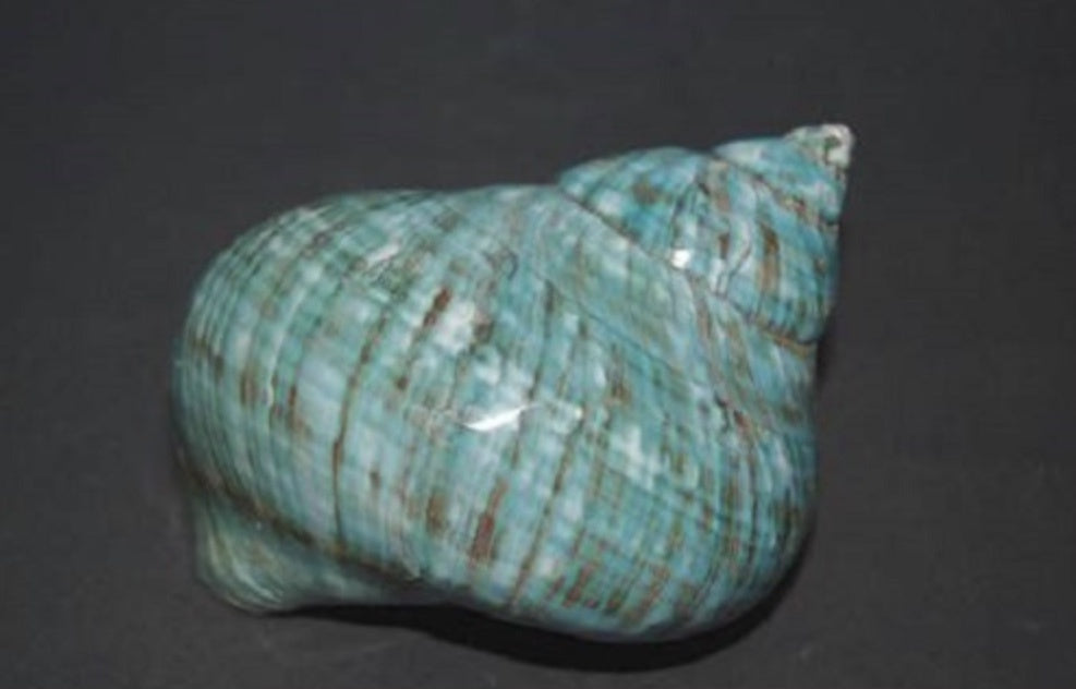 Turbo Burgos Green | Drift Home and Living